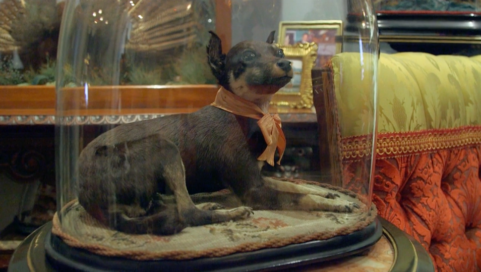 Death and Taxidermy | Science History Institute