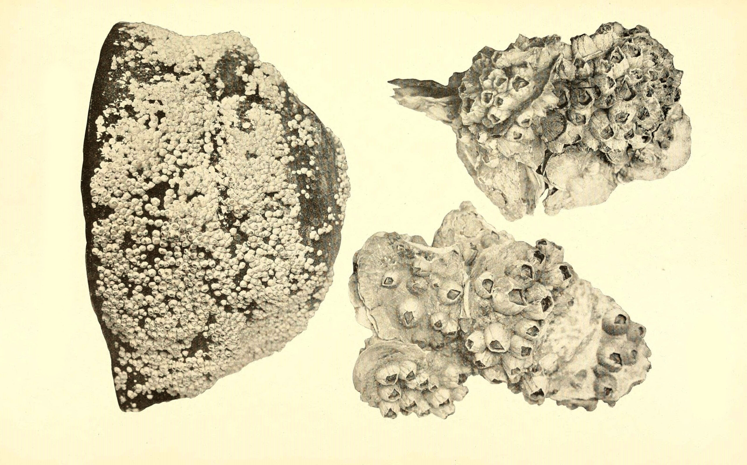 The Unsung Heroes of Darwin’s Evolution | Science History Institute