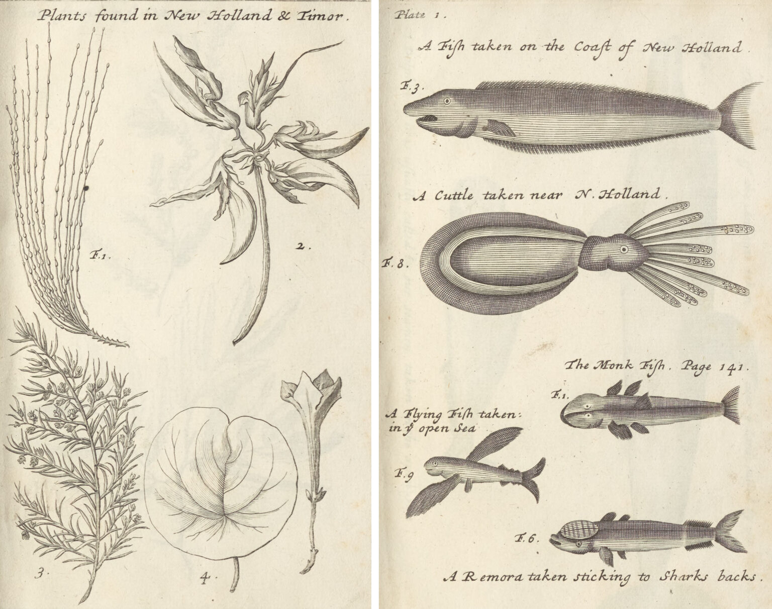 William Dampier, Revered and Reviled | Science History Institute