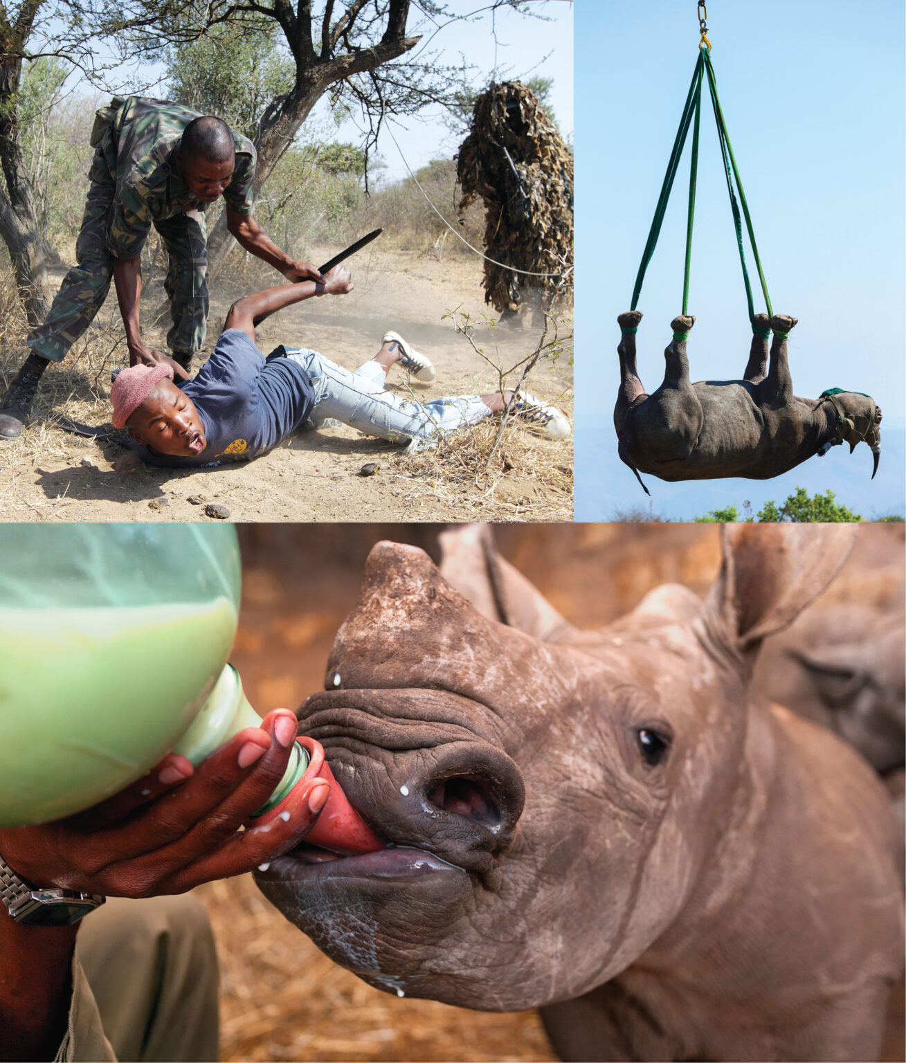 Can Biotech Save the Rhino? | Science History Institute