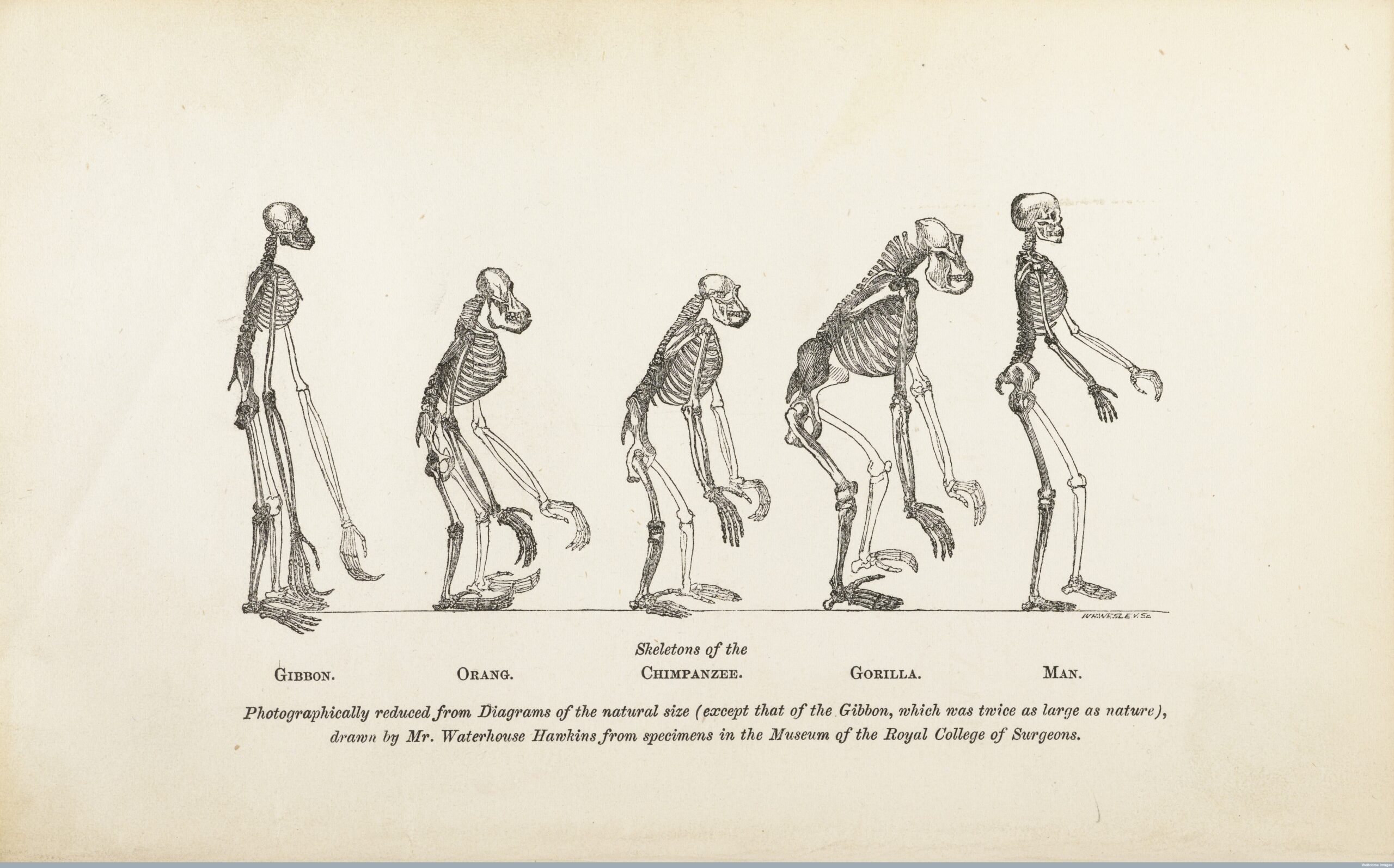 A World Without Darwin Science History Institute