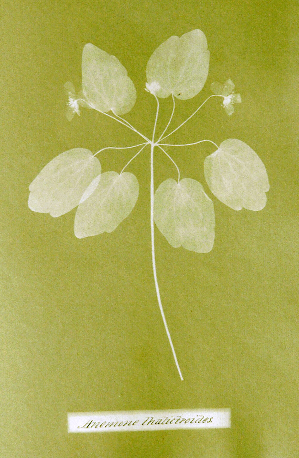 Matthew Carey Lea and the Origins of Mechanochemistry | Science History ...