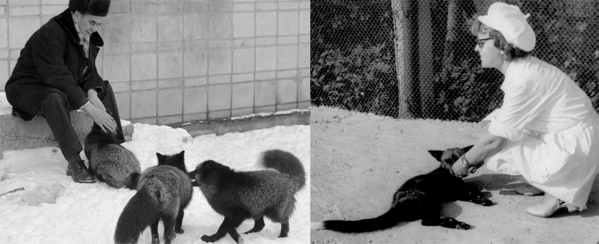 Gone to the Dogs | Science History Institute