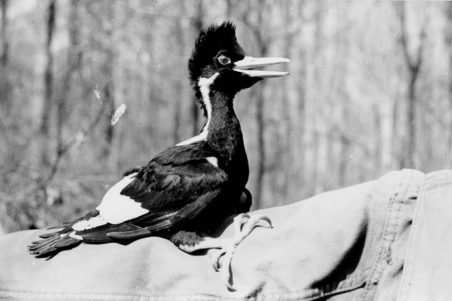 The Death of the Lord God Bird | Science History Institute