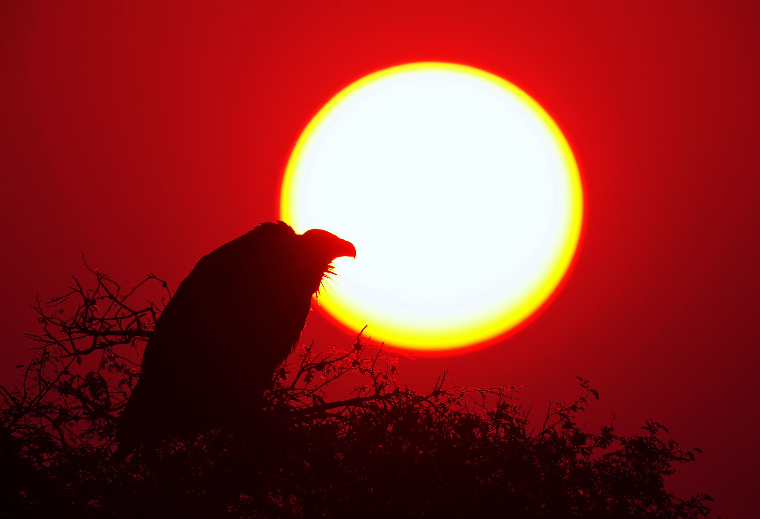 Poison Pill: The Mysterious Die-Off of India’s Vultures | Science ...