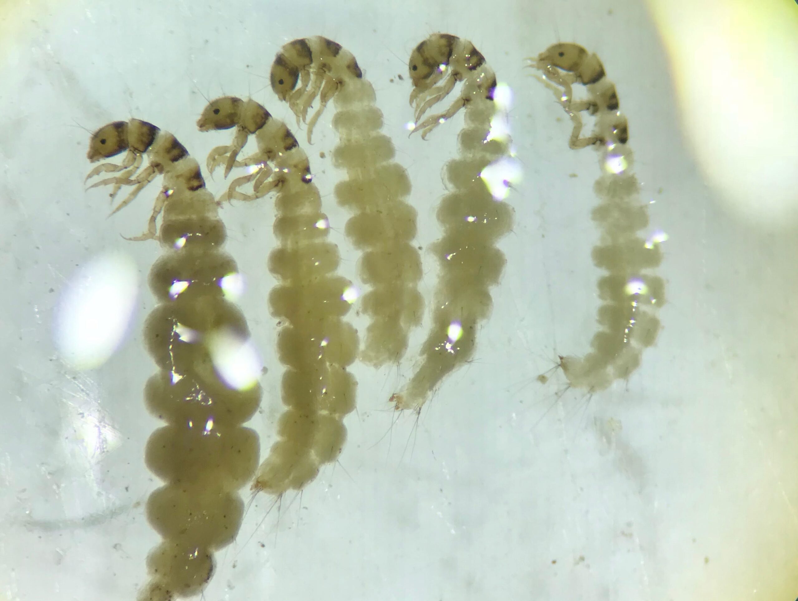 Evidence of Presence: Using eDNA to Better Understand Aquatic ...