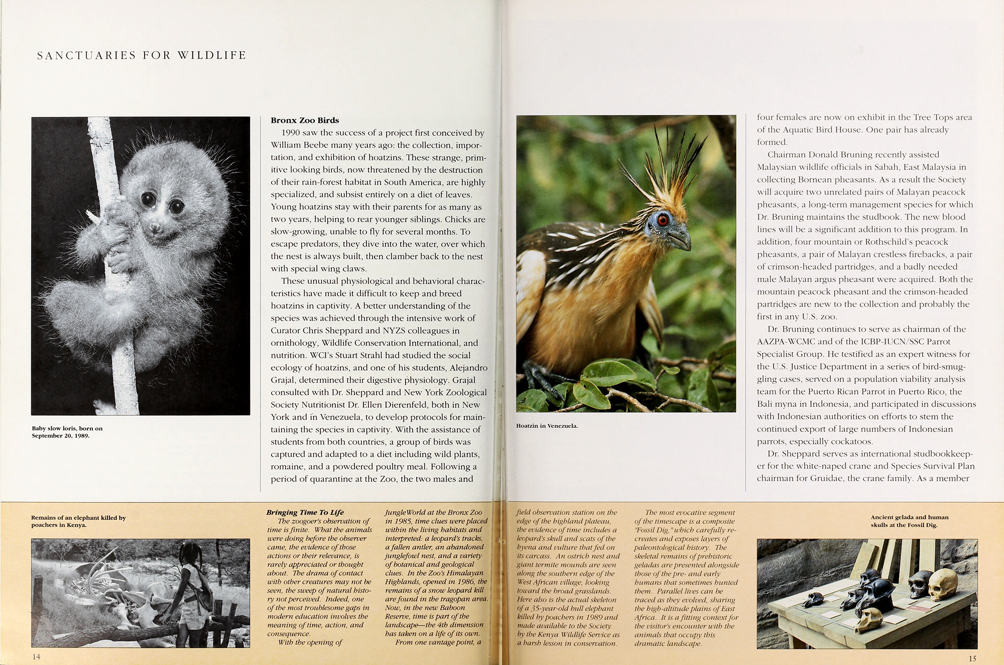 How to Display a Hoatzin | Science History Institute