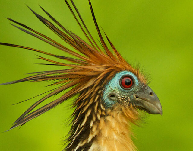 How to Display a Hoatzin | Science History Institute