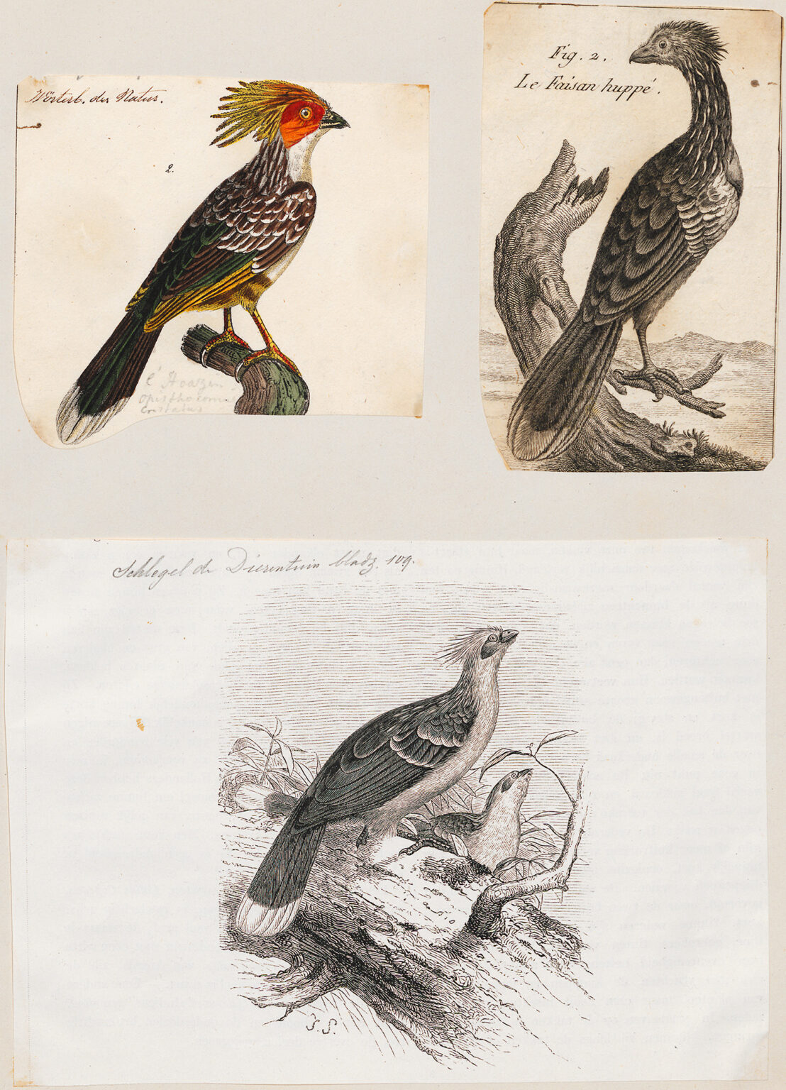How to Display a Hoatzin | Science History Institute