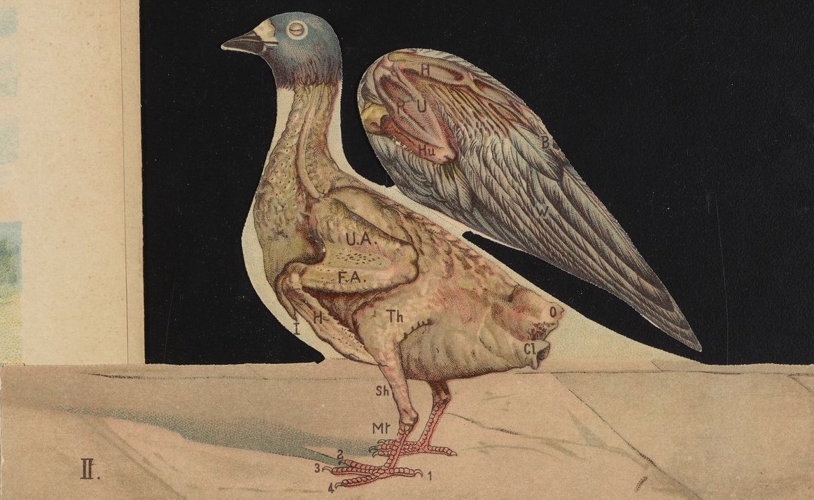 A Pigeon, a Cow, and a Book Detective | Science History Institute
