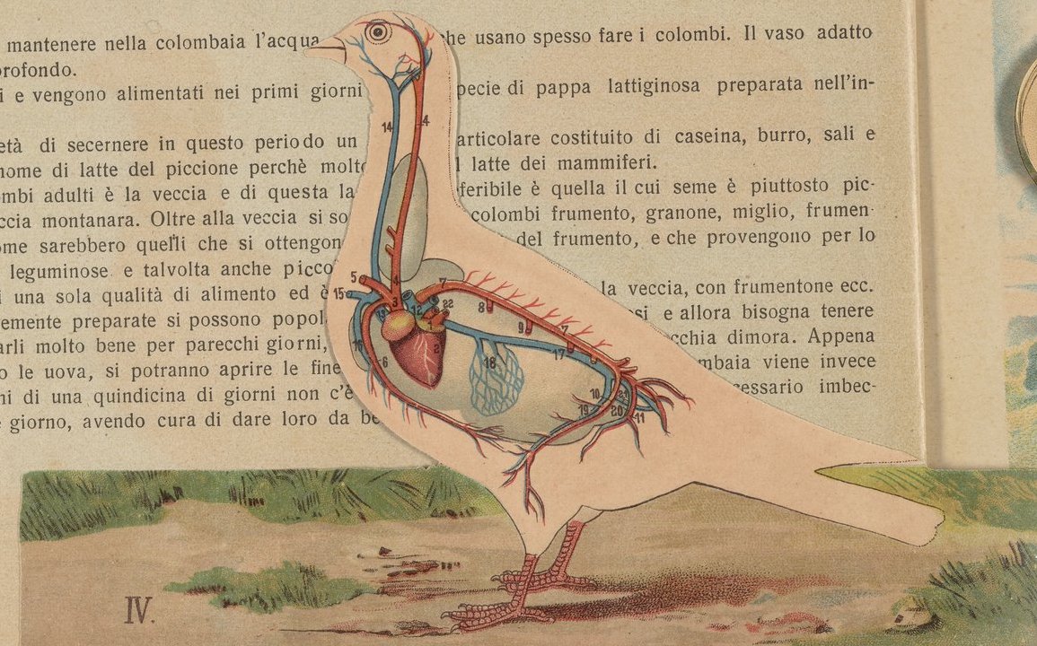 Pigeon Circulatory System