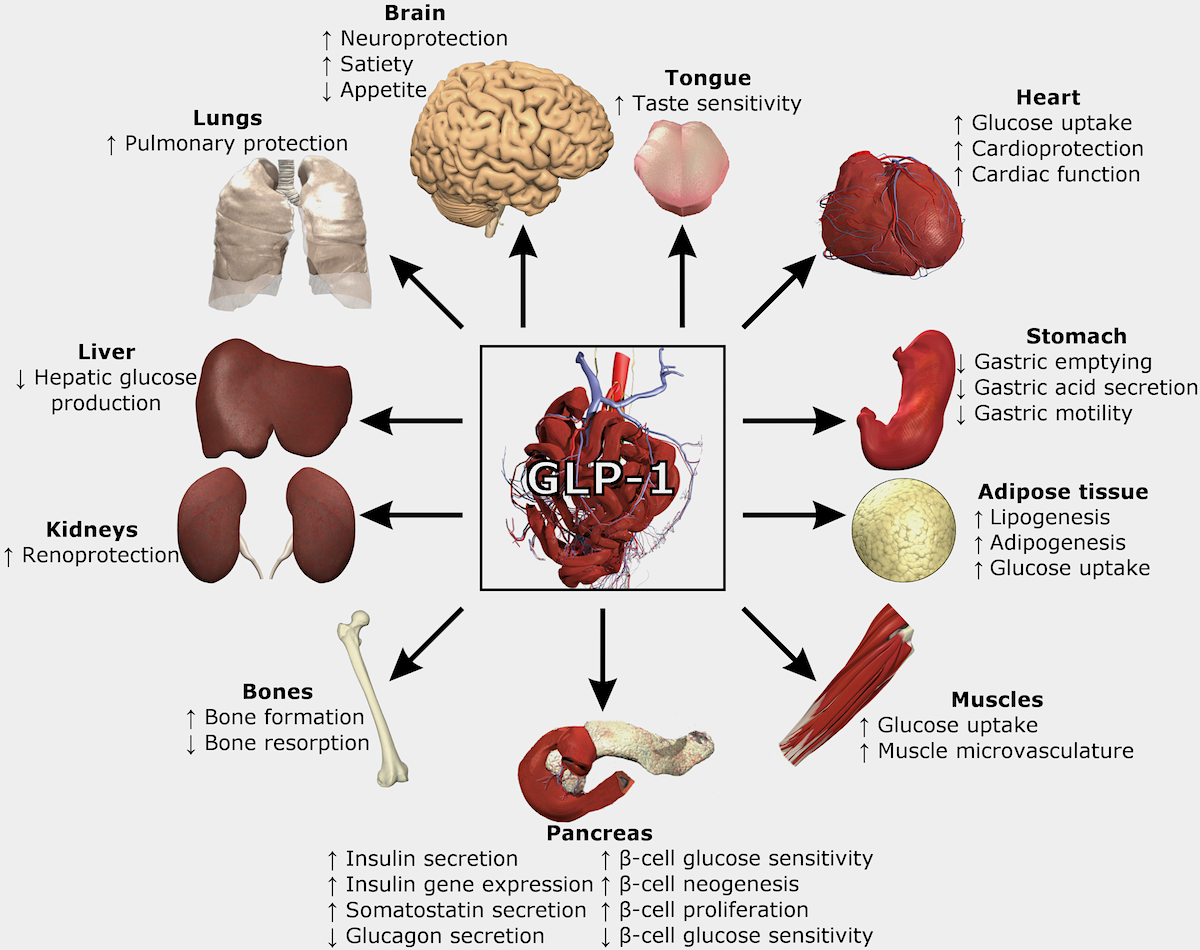 The GLP-1 Revolution: From Diabetes and Obesity to Alzheimer’s and PCOS ...