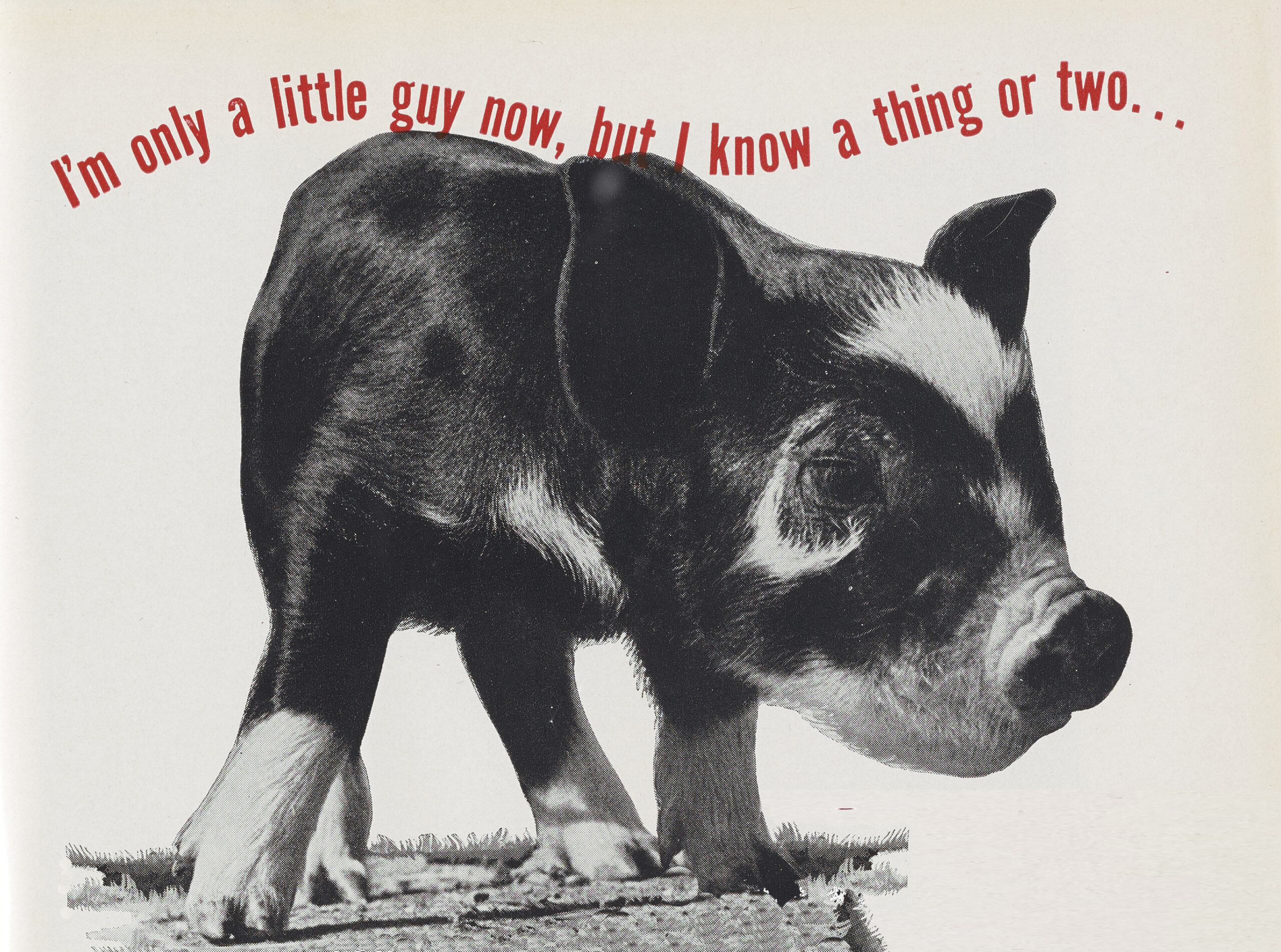 Squealing and Healing: Transplanting Kidneys from Pigs to People ...