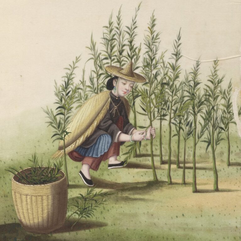 The Story of Ramie: From Seed to Finished Garment | Science History ...