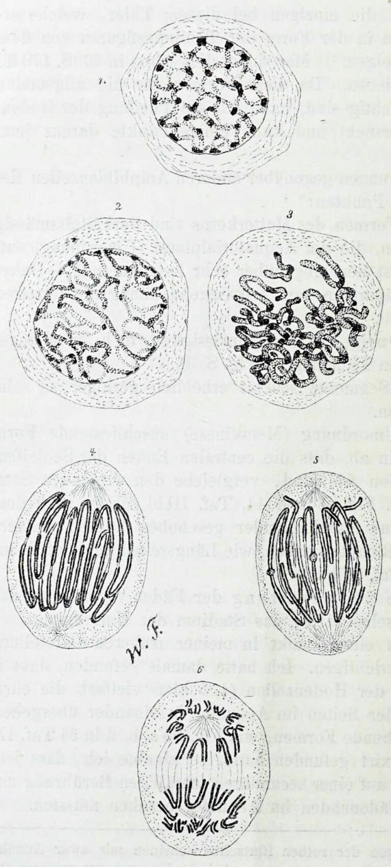 Joe Hin Tjio Counts Chromosomes | Science History Institute