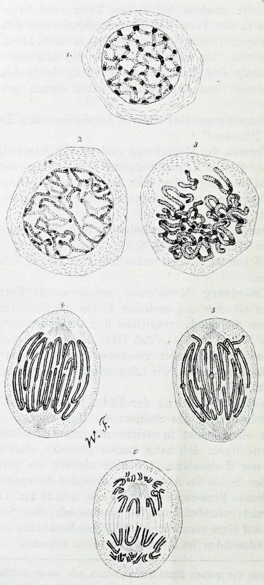 Joe Hin Tjio Counts Chromosomes | Science History Institute