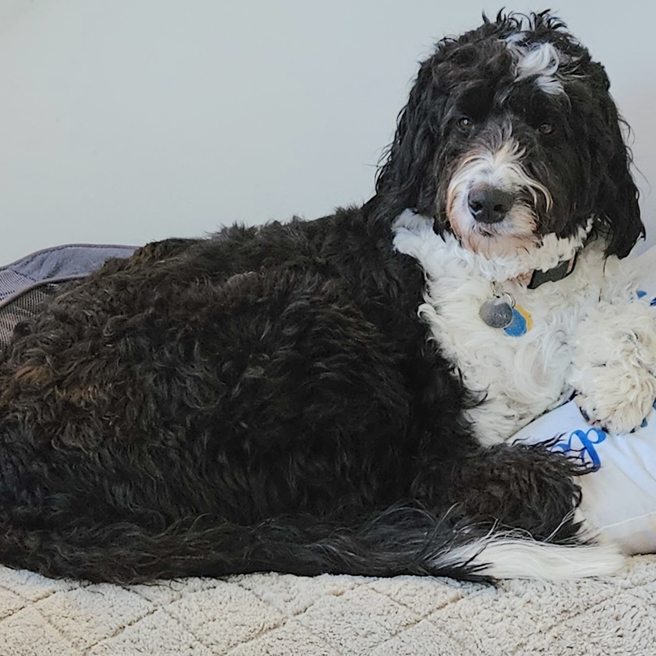 Dog Days | Science History Institute