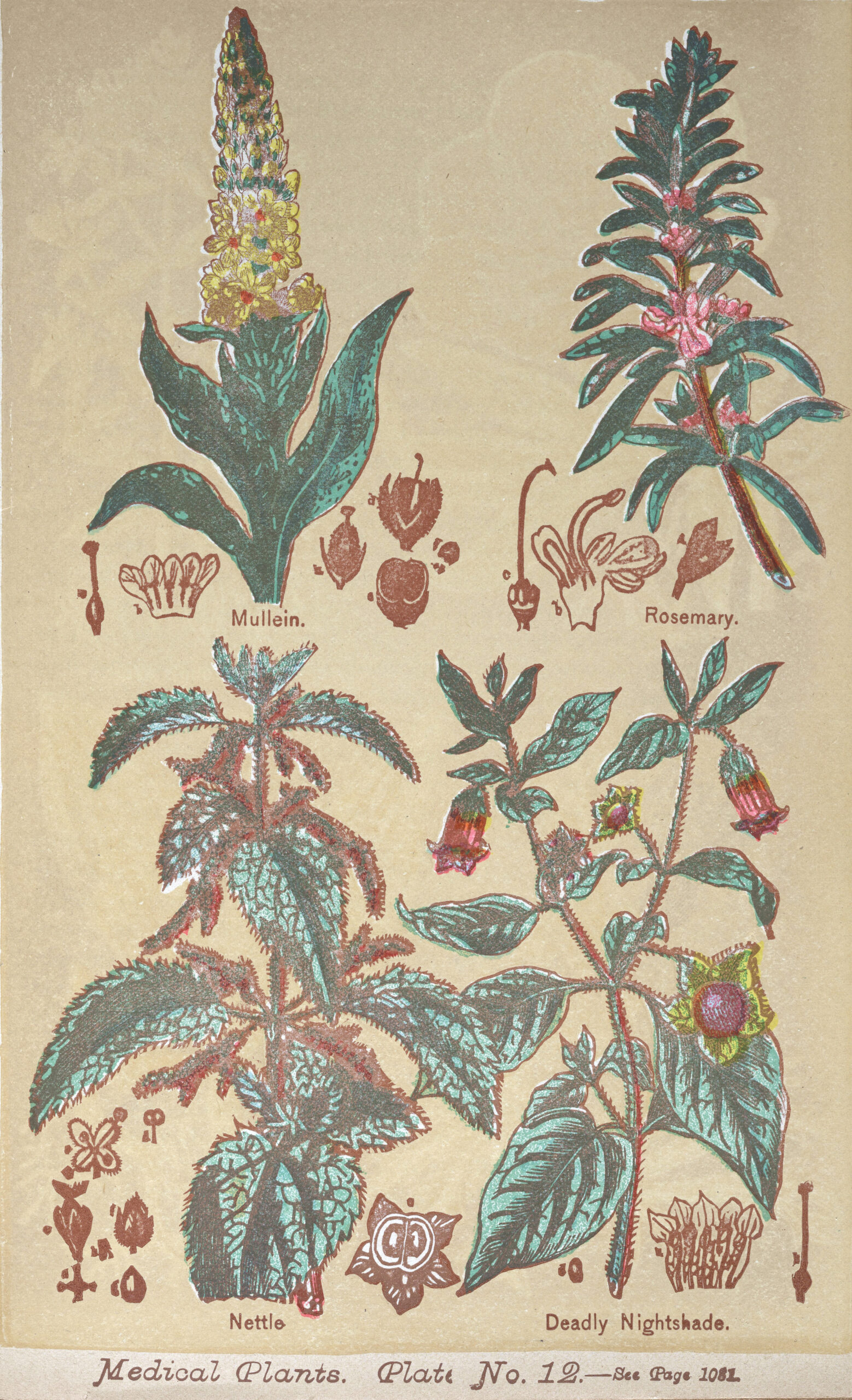 Stories of Science: Mystery Science | Science History Institute