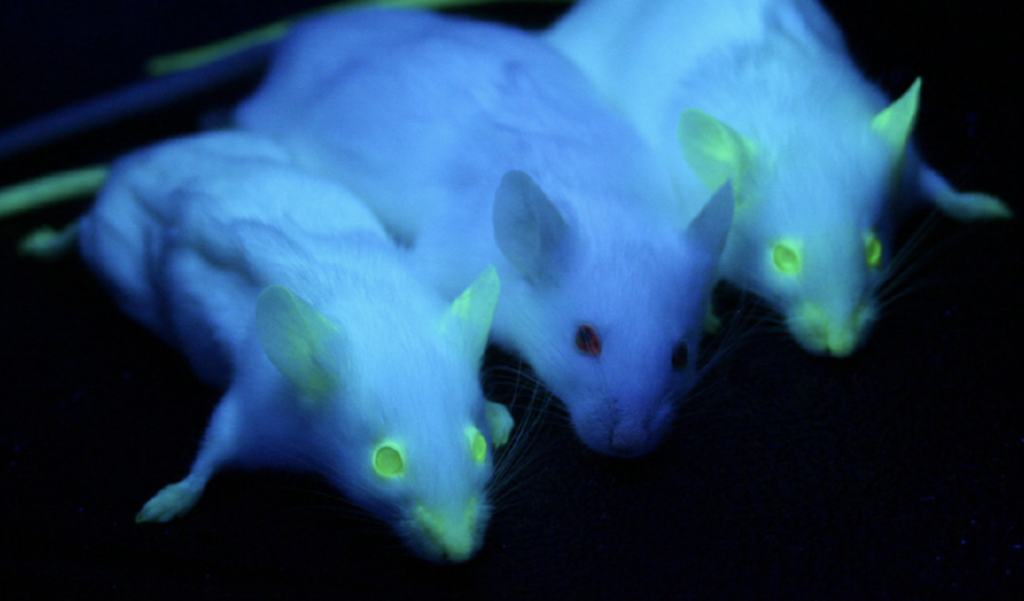 The Sadder Side of the Nobel Prizes | Science History Institute