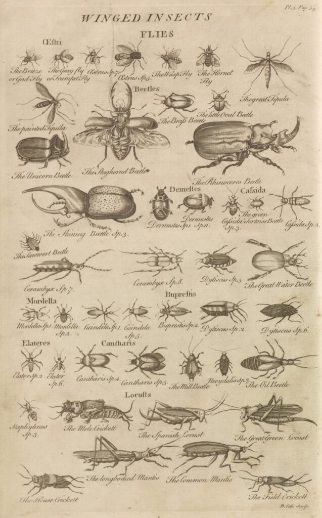 The Ants (and Spiders and Roaches) Go Marching | Science History Institute