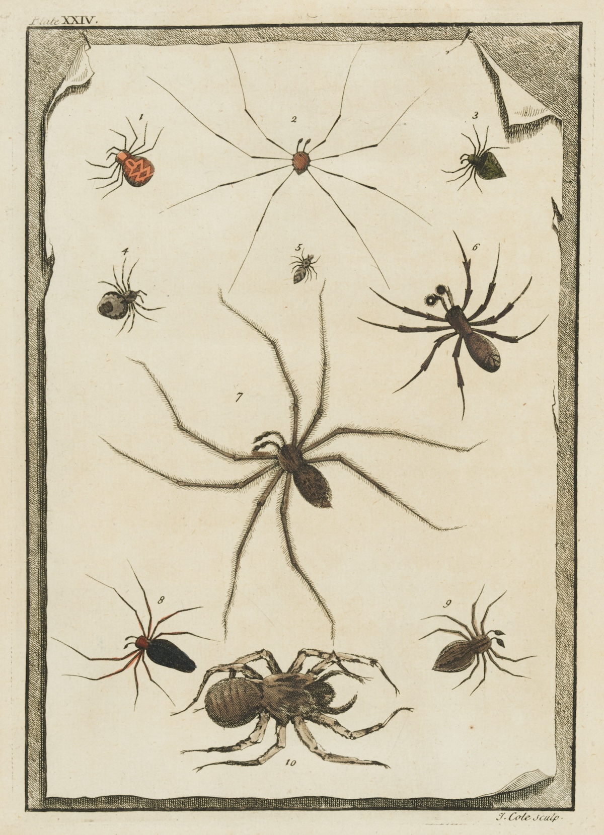 The Ants (and Spiders and Roaches) Go Marching | Science History Institute