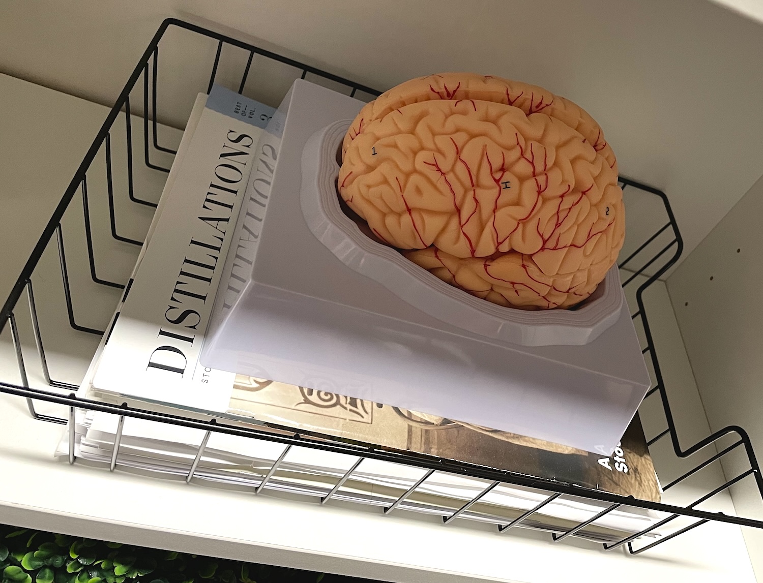 A Gray Matter | Science History Institute