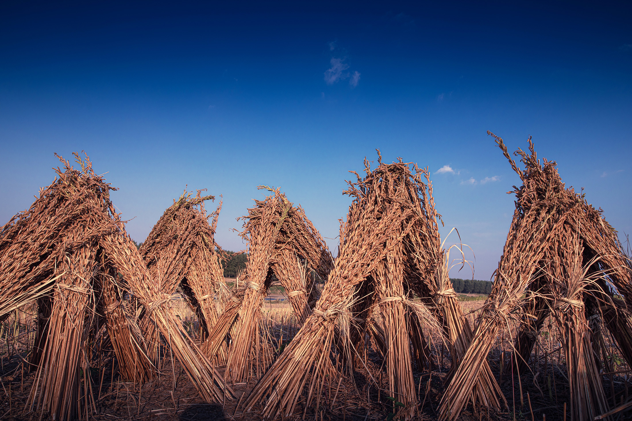Sesame Plots | Science History Institute