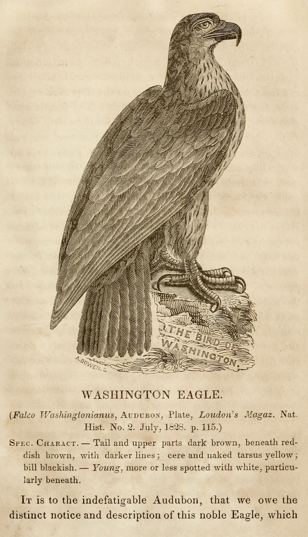 Hatching a Legend | Science History Institute