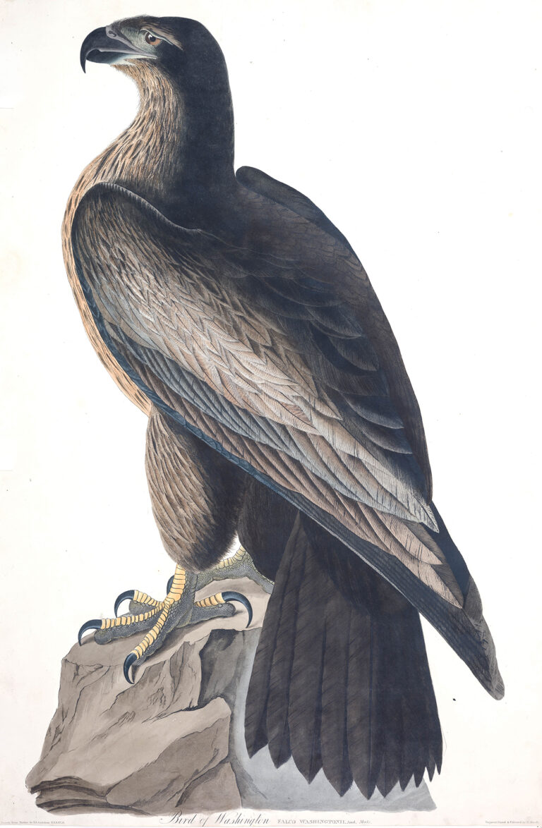 Hatching a Legend | Science History Institute