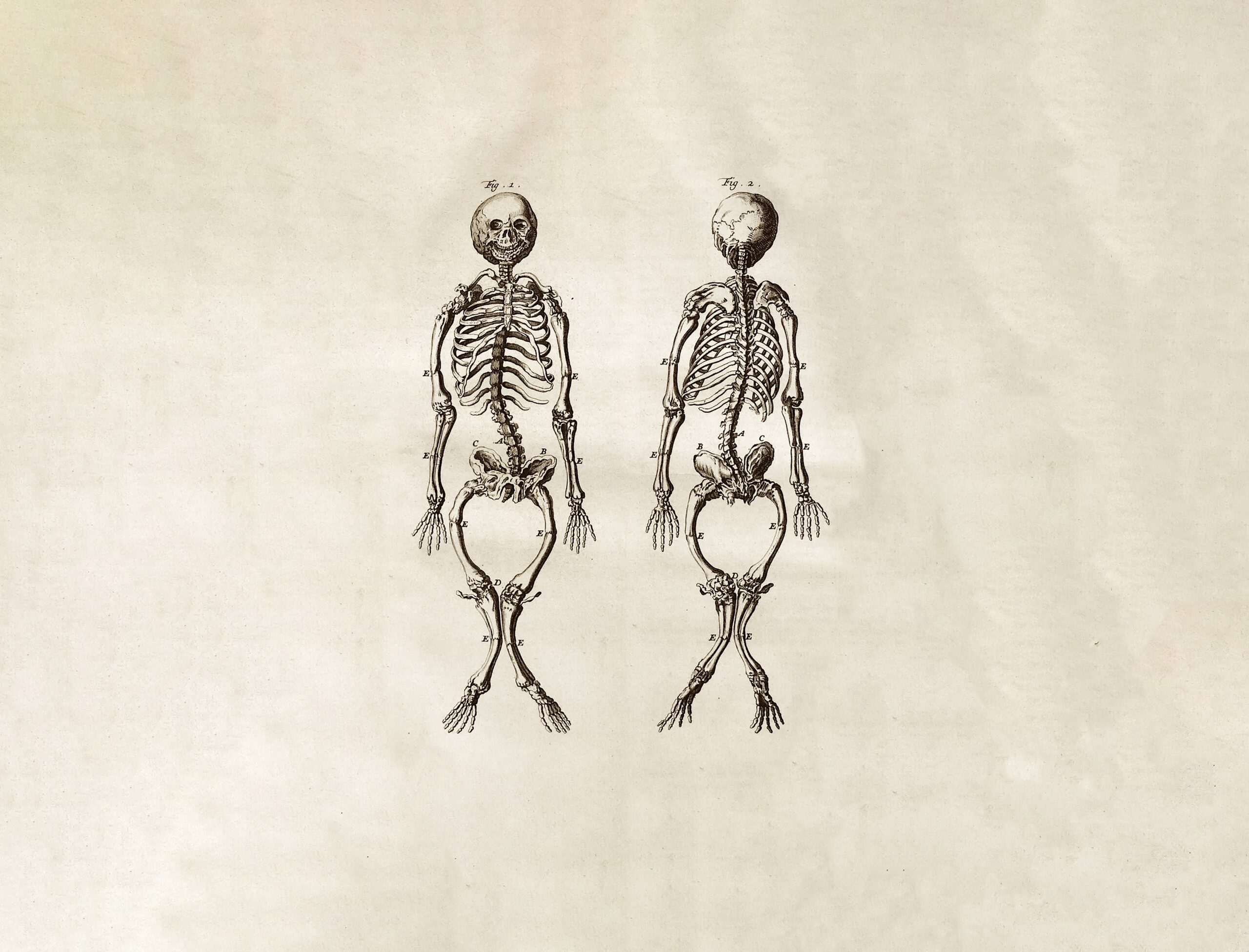 Human Photosynthesis | Science History Institute