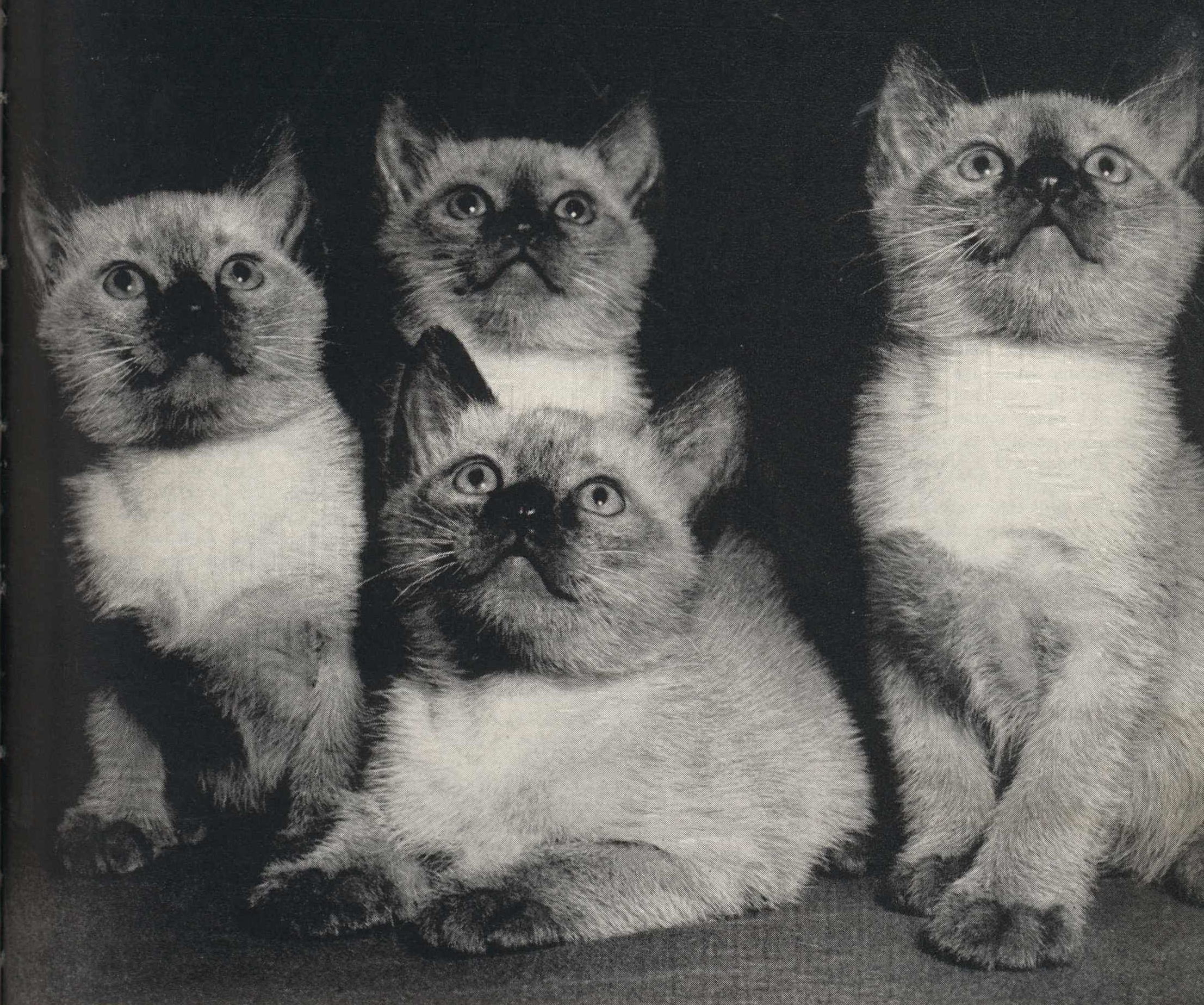 Grumpy Cat Chemistry