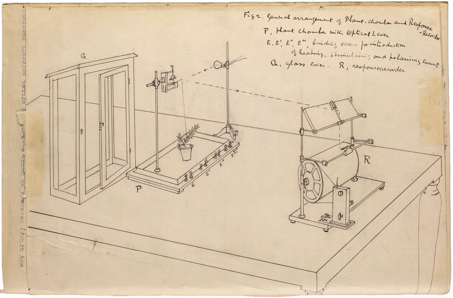 The Thinking Plant’s Man | Science History Institute