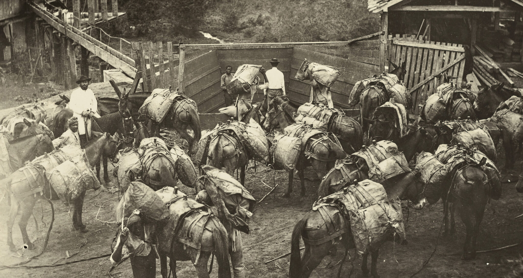Mule Power | Science History Institute