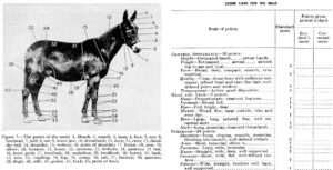 Mule Power | Science History Institute