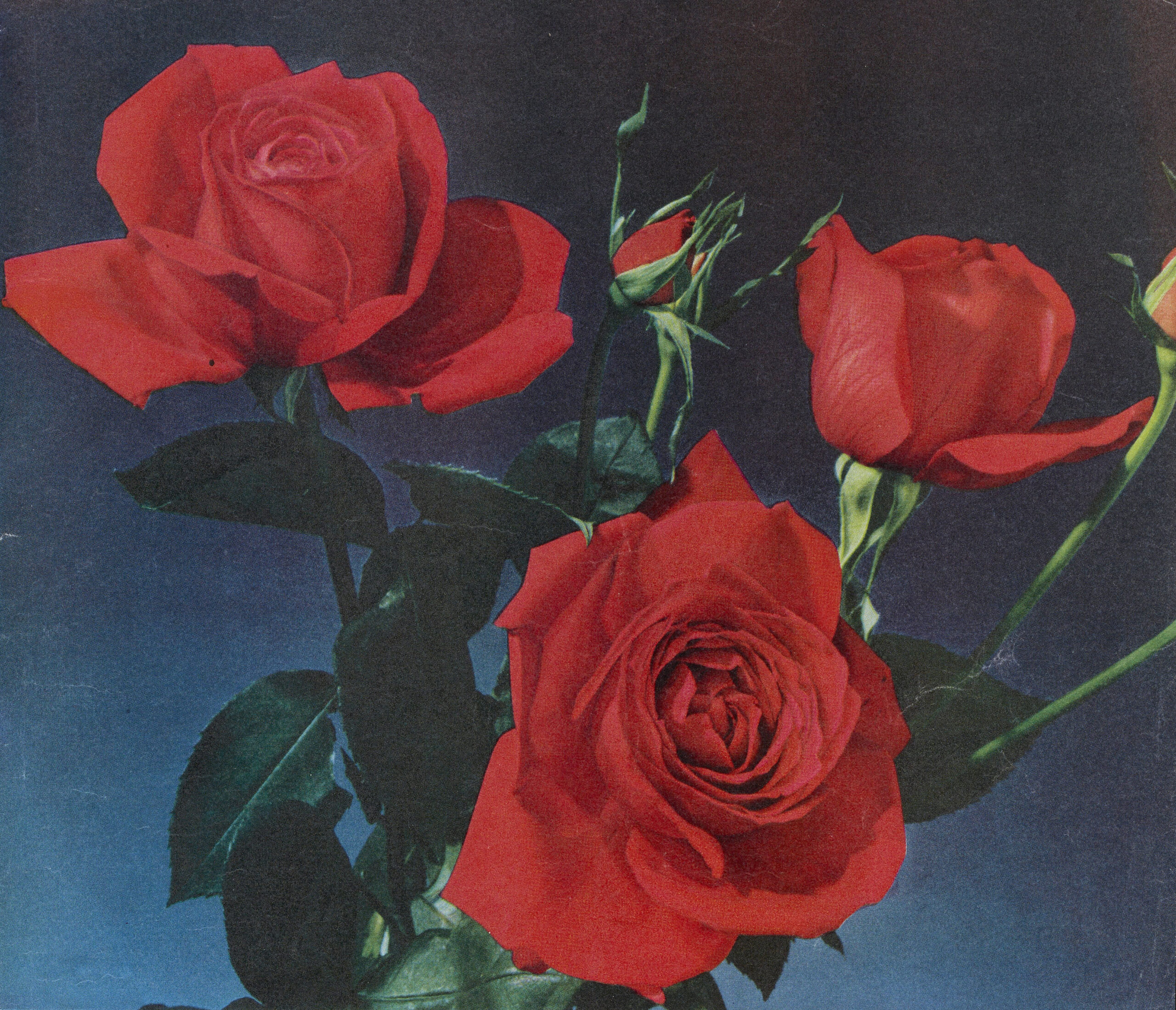 Wine, Roses, and Chocolate: How Romance and Science Work Together to ...