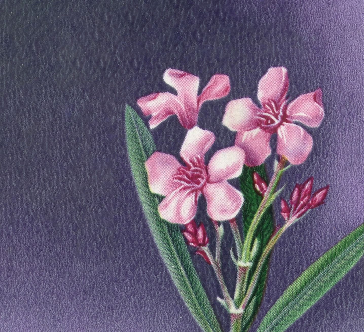 First-Class Flora: A Stamp Collection of Medicinal Plants | Science ...