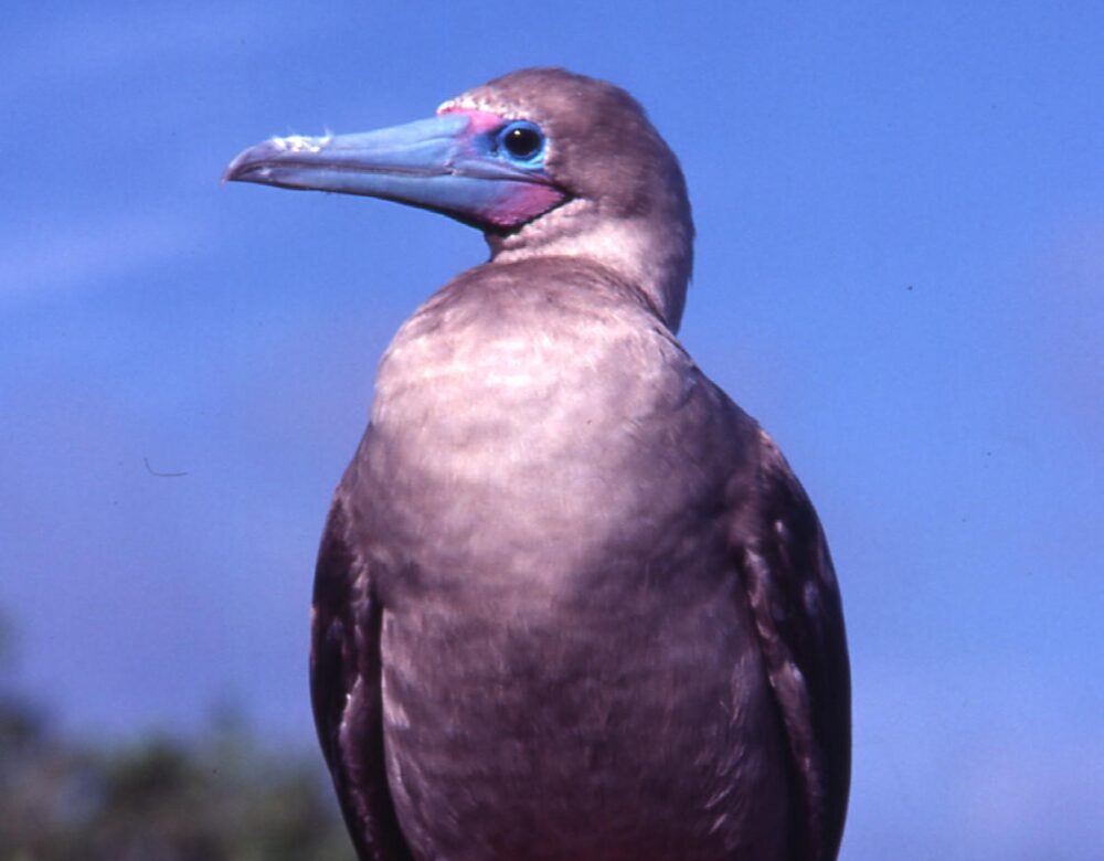 The Galápagos Islands: Evolutionary Insights | Science History Institute